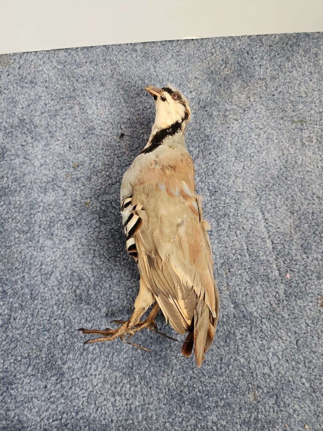 EB26 Chukar Partridge alectoris Chukar Bird Wall Mount - Etsy