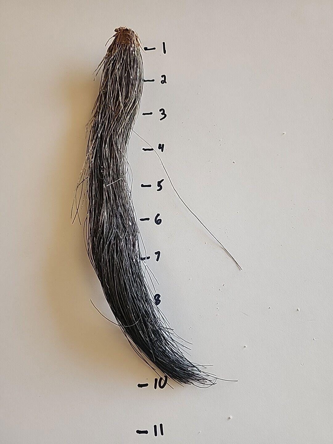 TB2 Real 10 Turkey Beard - Etsy