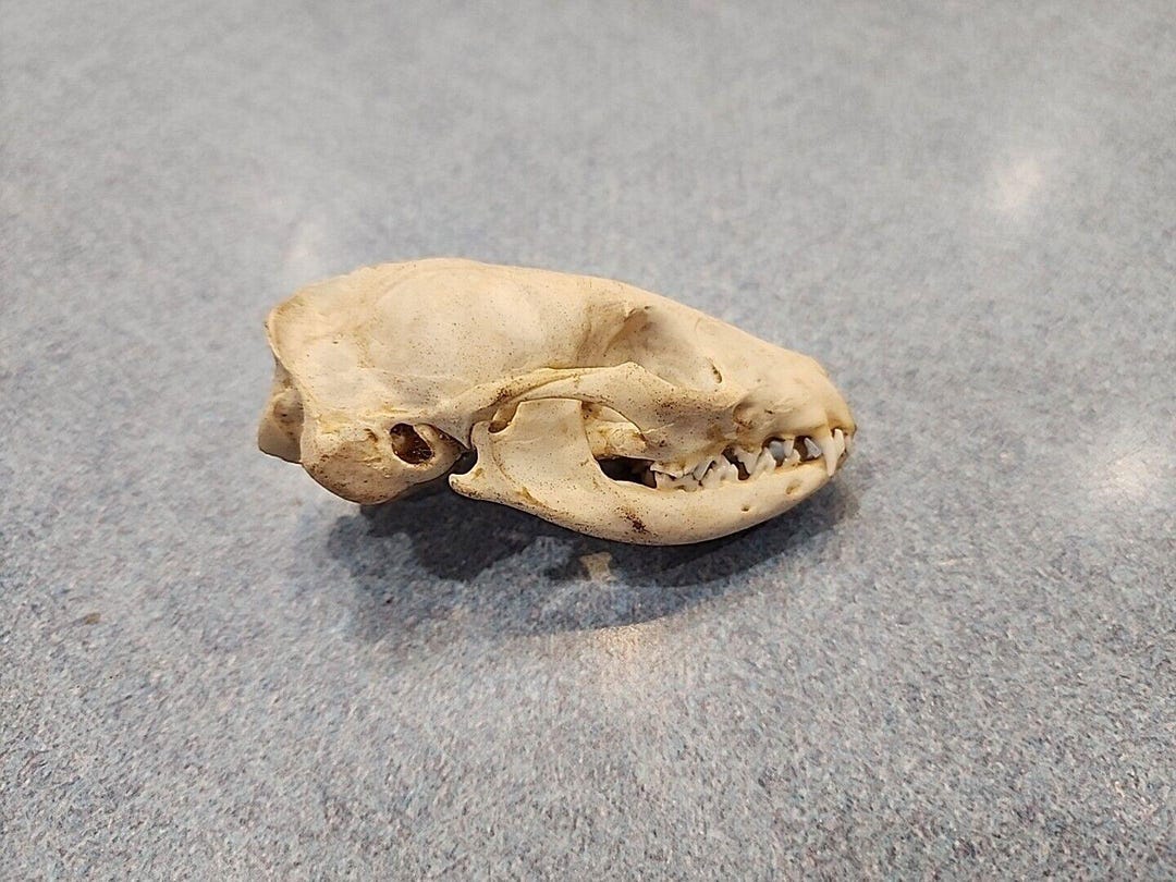 NK98 Javan Mongoose (urva Javanica) Skull Taxidermy - Etsy