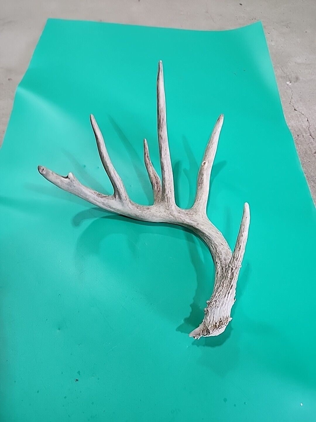 H21 Atypical Whitetail Deer Shed Antler - Etsy