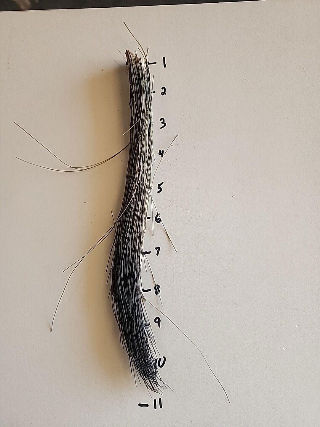 TB9 Real 10" Turkey Beard - Etsy