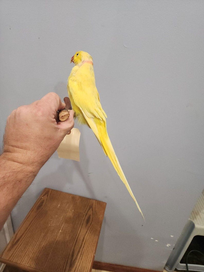 N99 Pen Raised Indian Ringneck Parrot Parakeet Mount Taxidermy - Etsy