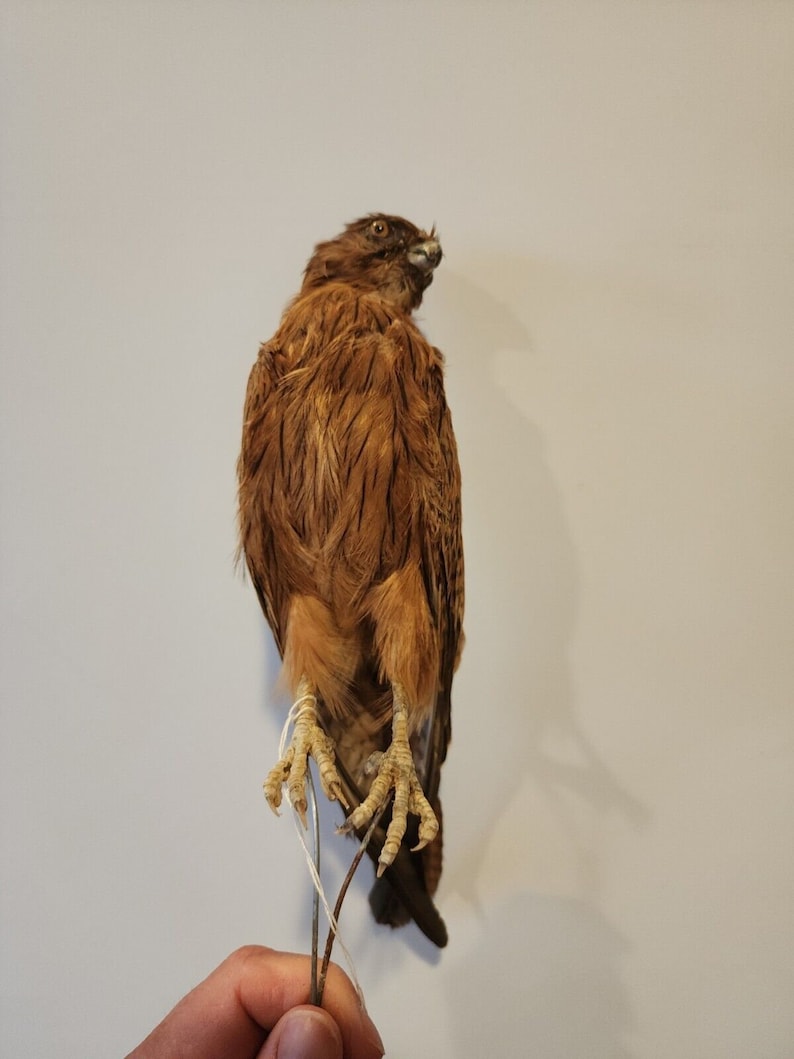 ALL1 VTG Fox Kestrel (falco Alopex) Mount Taxidermy - Etsy Norway