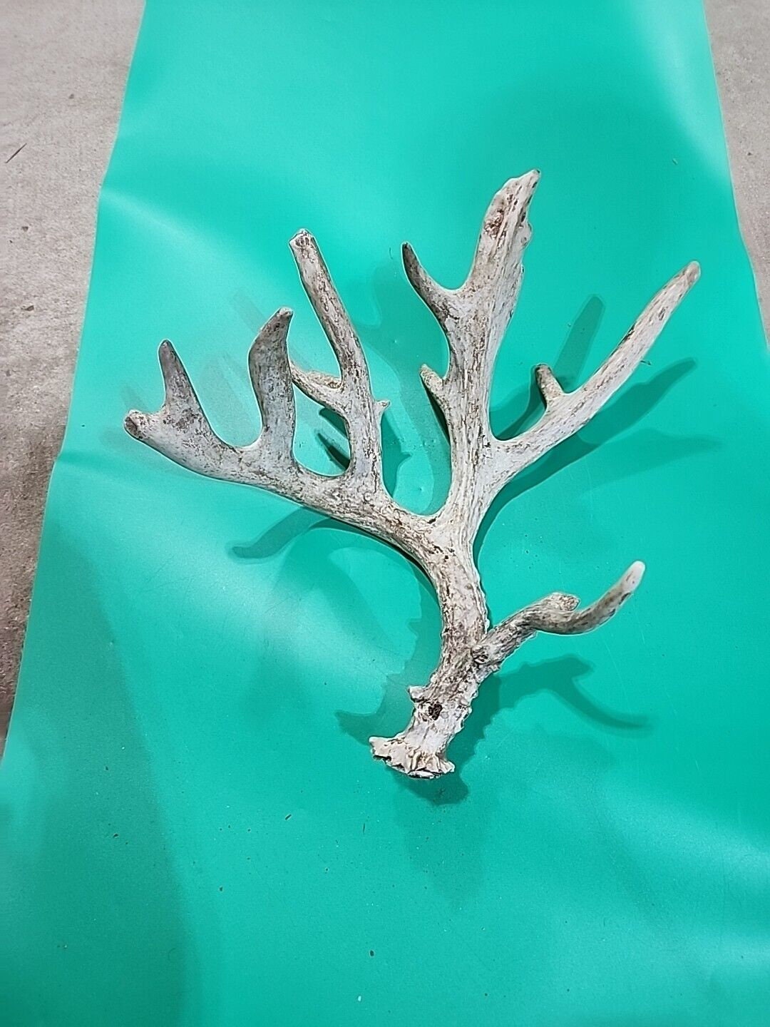 H14 Atypical Whitetail Deer Shed Antler - Etsy