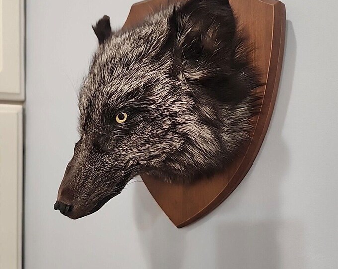 F30 Silver Fox Head Shoulder Mount Taxidermy - Etsy