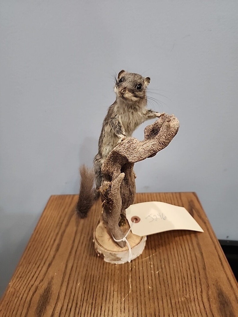 J246 European Edible Dormouse Rodent Mount Taxidermy - Etsy