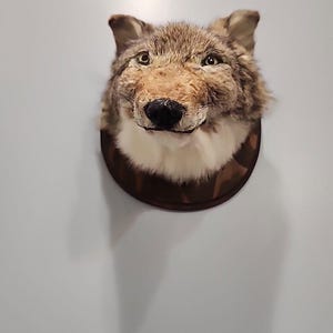 F74 Coyote Head Shoulder Mount Taxidermy - Etsy