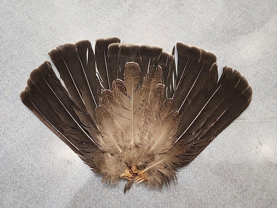 PL10 Grouse Feathers Full Tail Fan Skin - Etsy