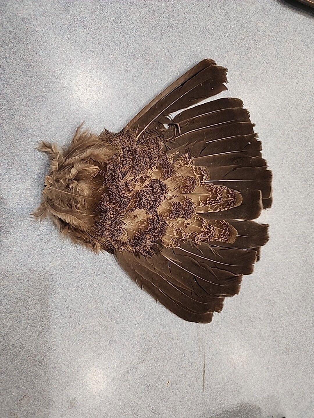 PL9 Grouse Feathers Full Tail Fan Skin - Etsy
