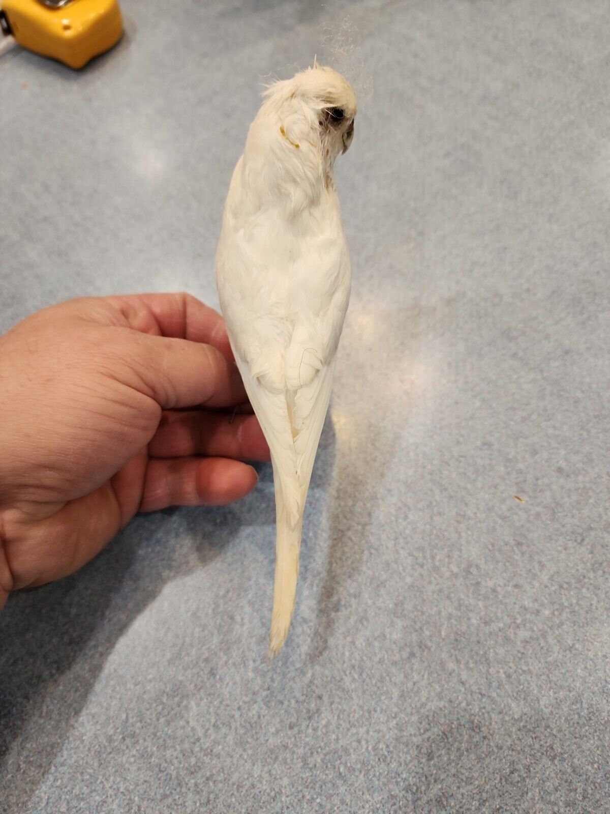 EB67 White Budgie Parakeet Bird Mount Taxidermy - Etsy