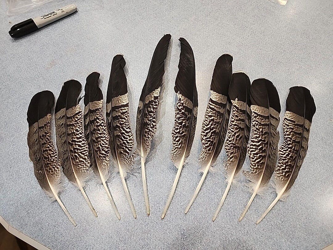 AS17 Lot of 10 Pen Raised African Harrier Hawk polyboroides Typus Tail ...
