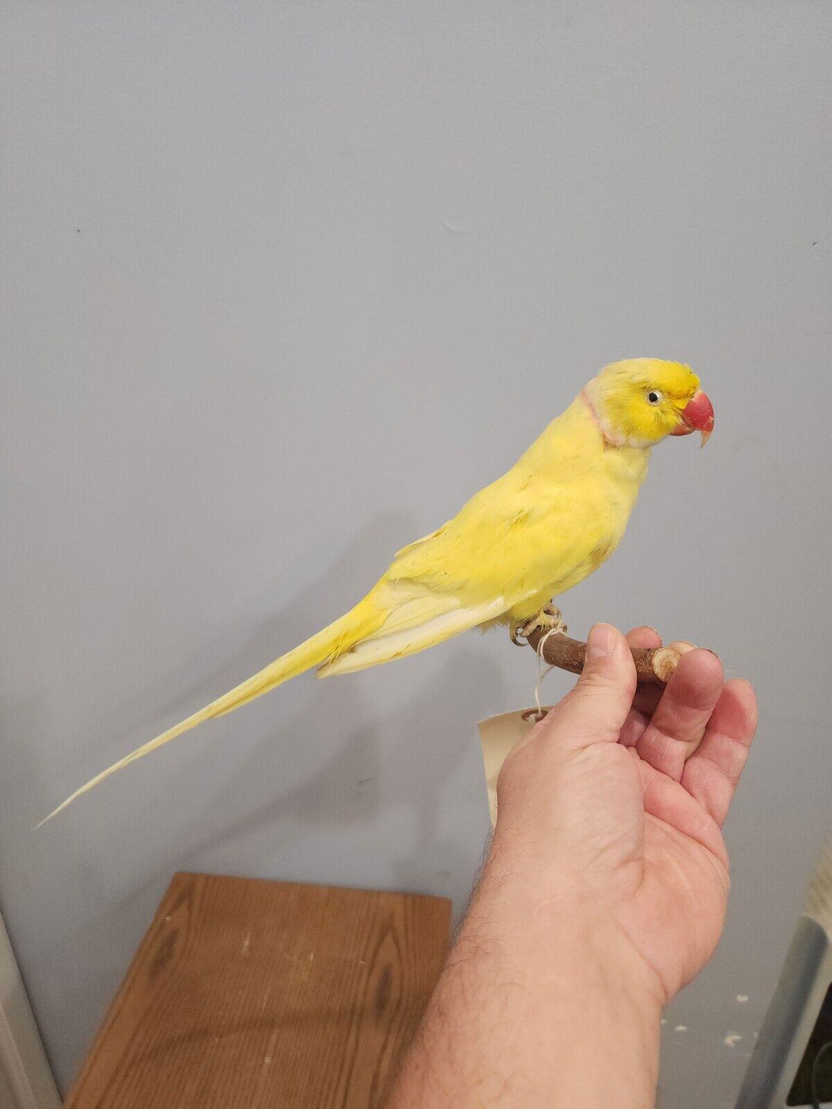 N99 Pen Raised Indian Ringneck Parrot Parakeet Mount Taxidermy - Etsy
