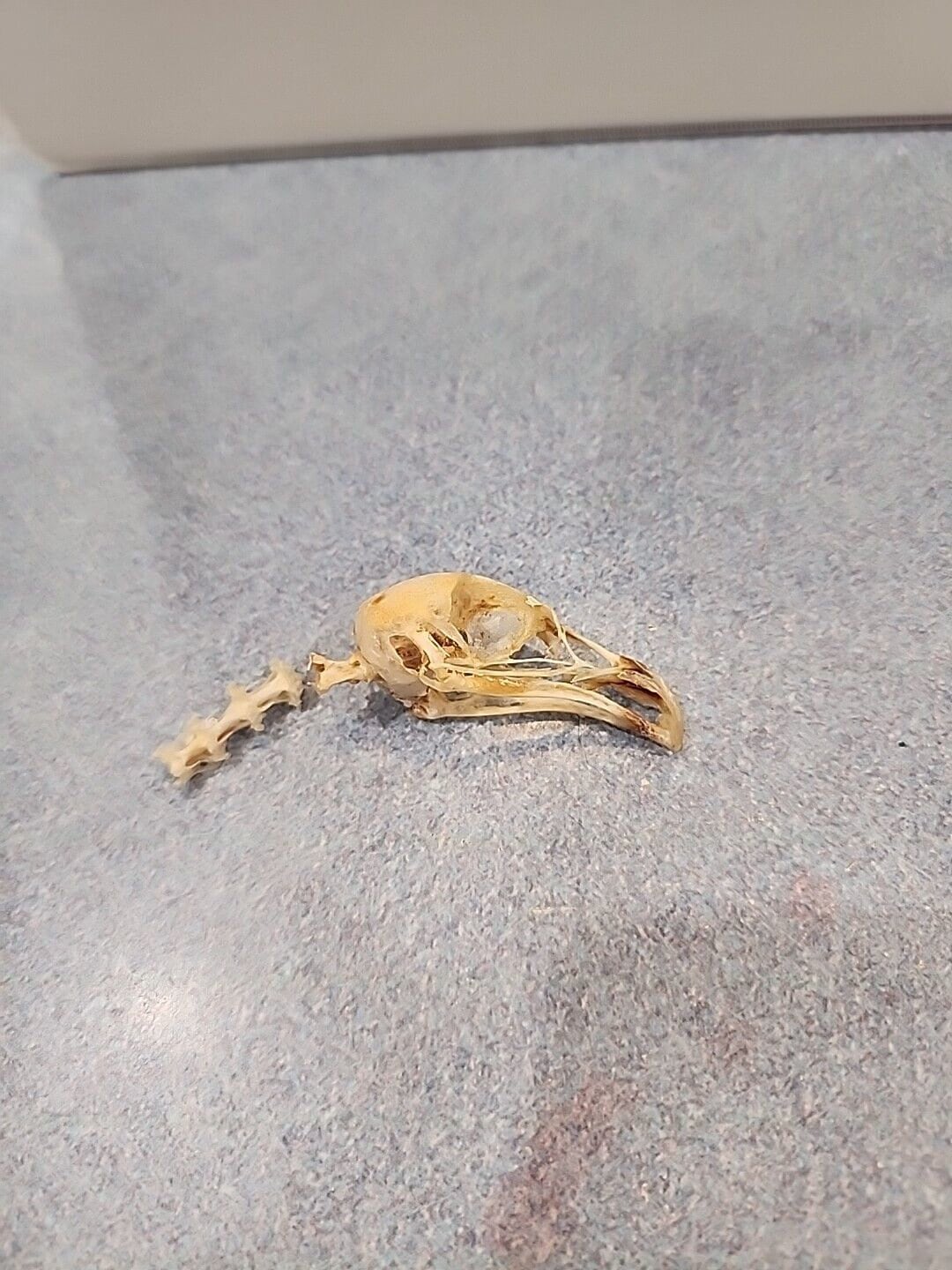 NK24 Golden Pheasant Bird Skull Taxidermy - Etsy