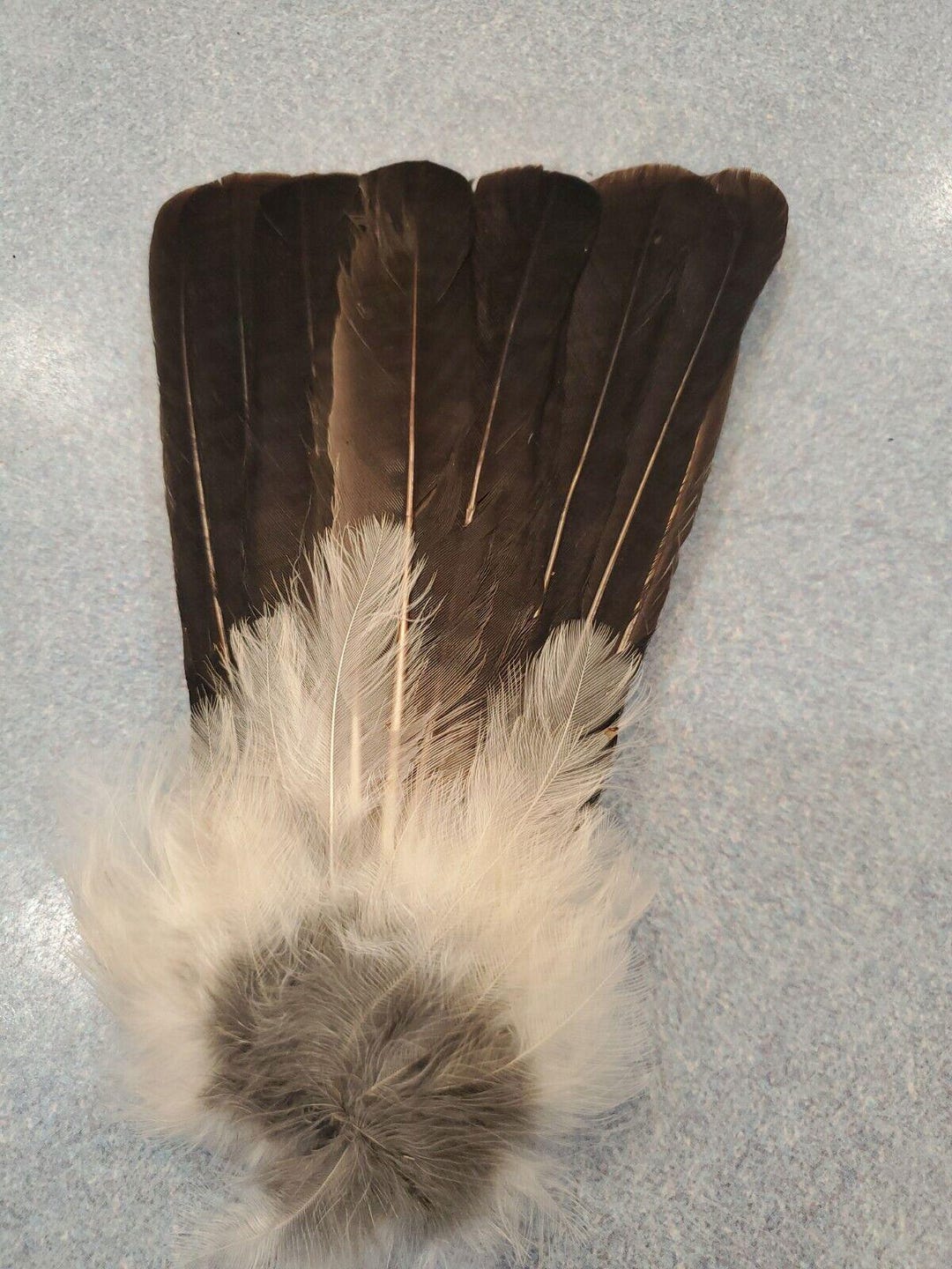 Eurasian Blue Jay Bird Full Tail Feathers JB22 - Etsy