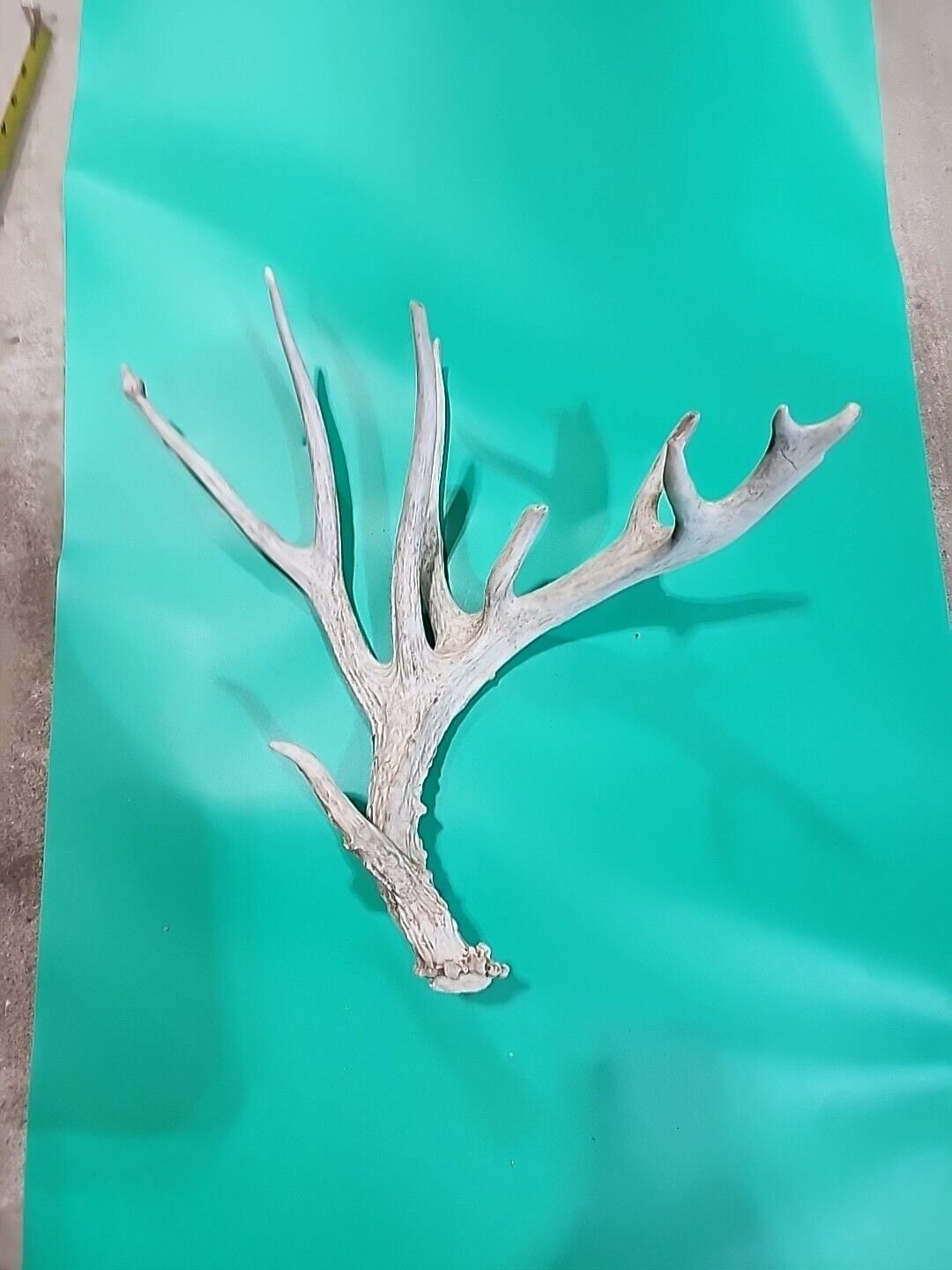 H4 Atypical Whitetail Deer Shed Antler - Etsy