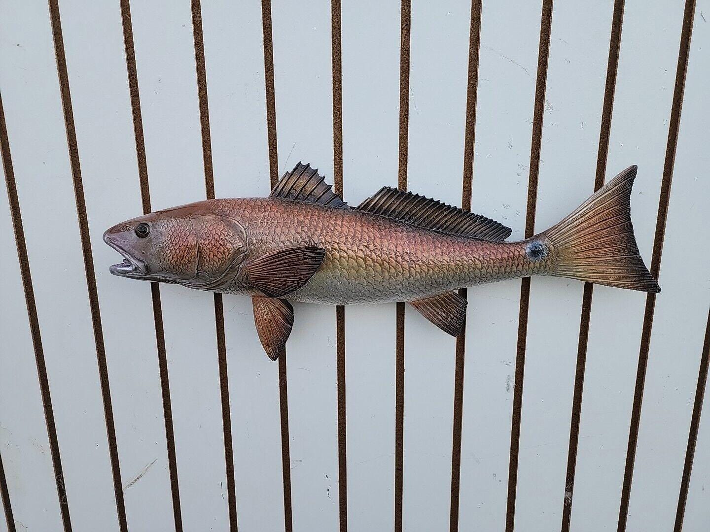 JV45 New Redfish Red Drum 22 Fish Taxidermy - Etsy