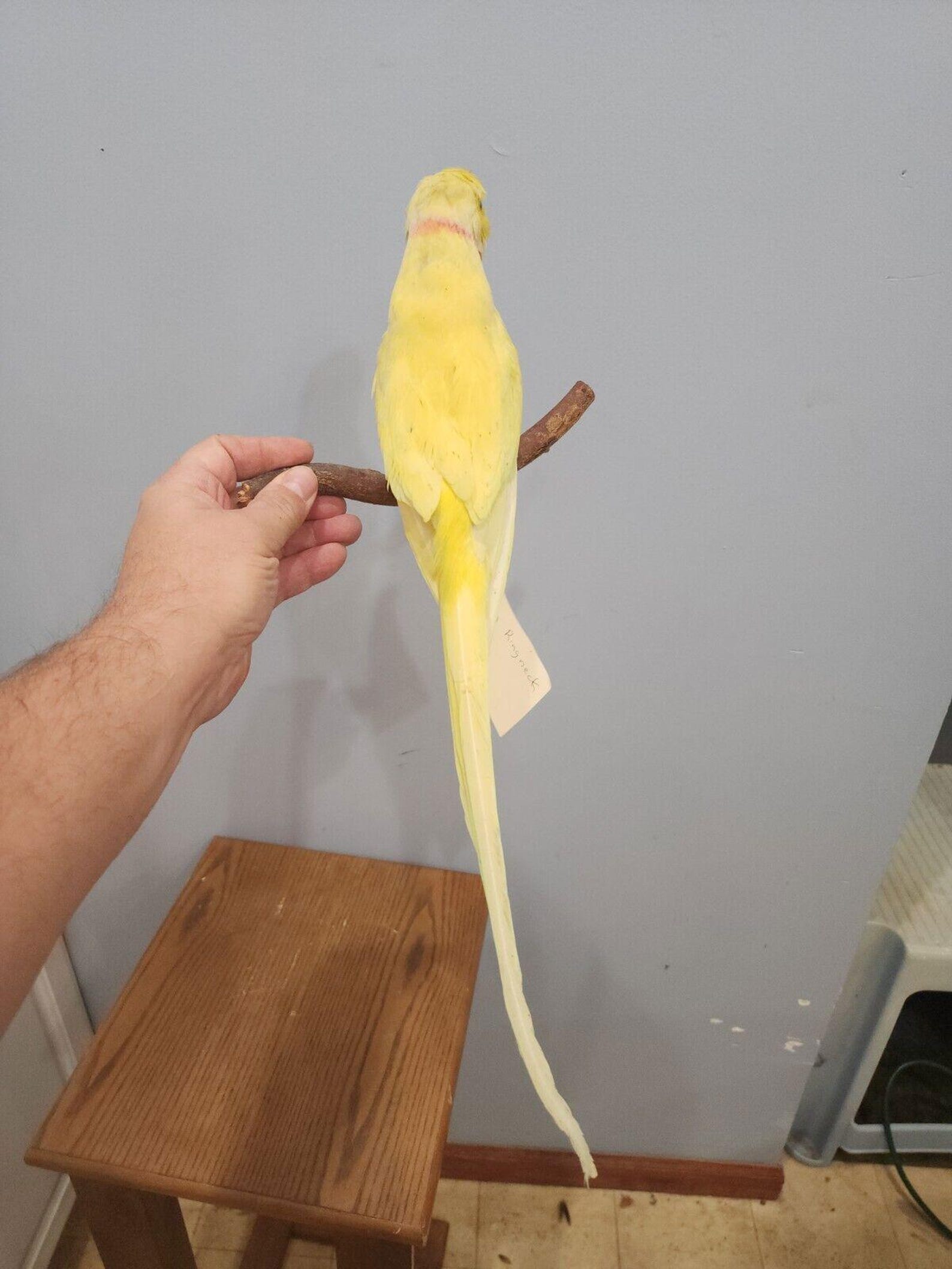 N99 Pen Raised Indian Ringneck Parrot Parakeet Mount Taxidermy - Etsy