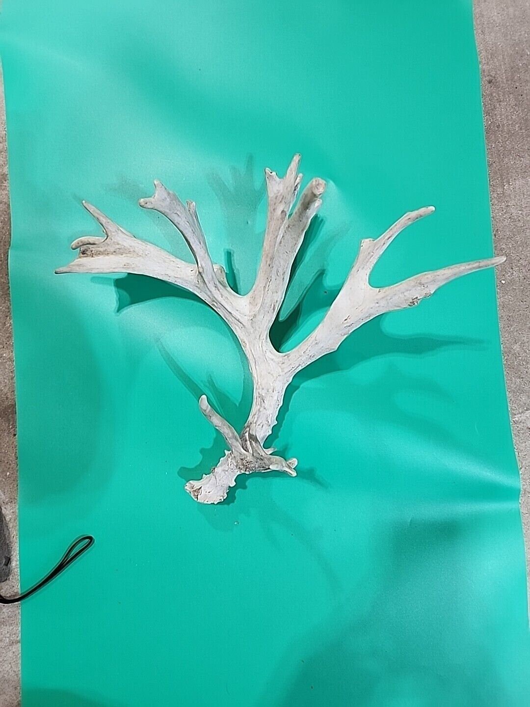 H2 Atypical Whitetail Deer Shed Antler - Etsy