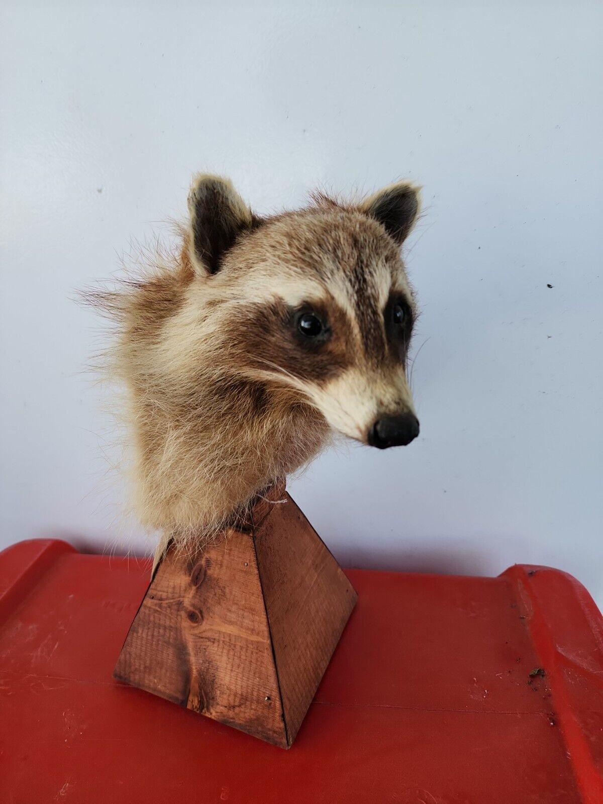 Raccoon Head Taxidermy