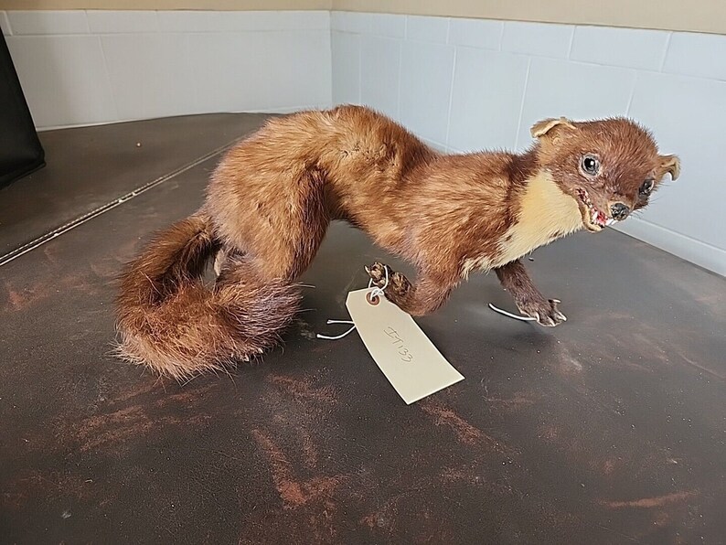 IT133 Beech Martin Mount Taxidermy - Etsy