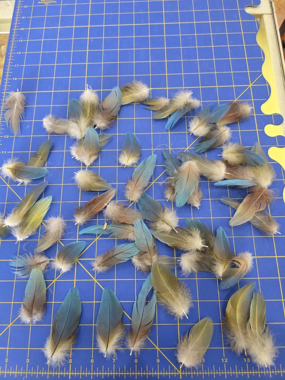 Y49 Lot of 50 Captive Raised Blue and Gold Macaw 2-3" Vent Feather - Etsy