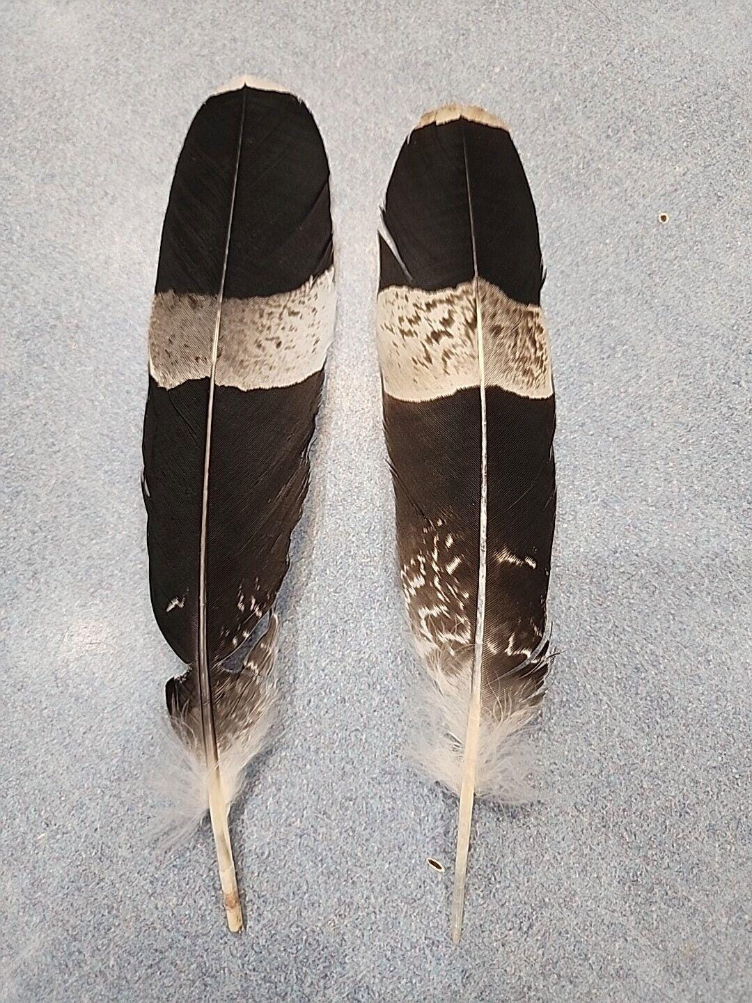 AS60 Pr Pen Raised African Harrier Hawk polyboroides Typus Tail Feather ...