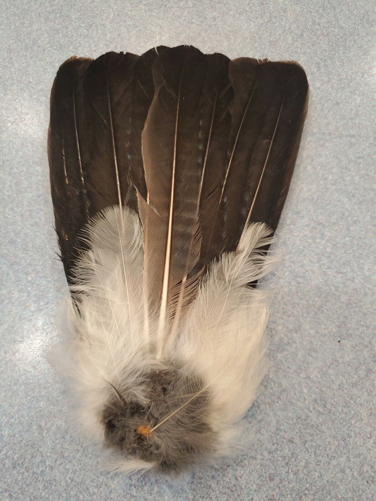Bird Tail Feathers
