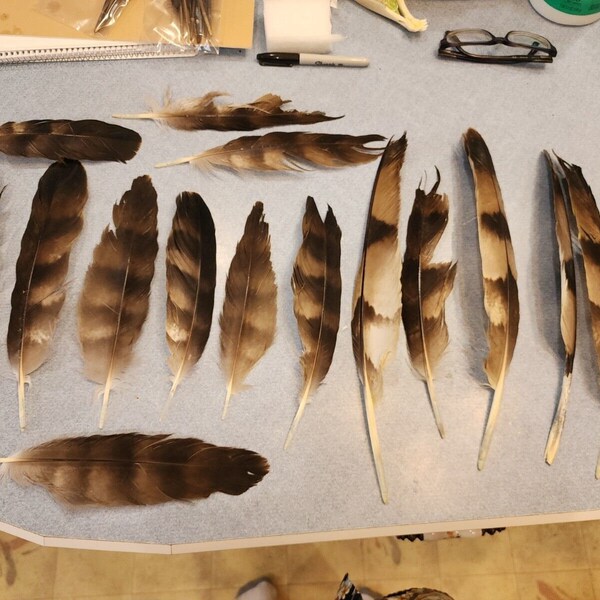 Eagle Feather Real - Etsy