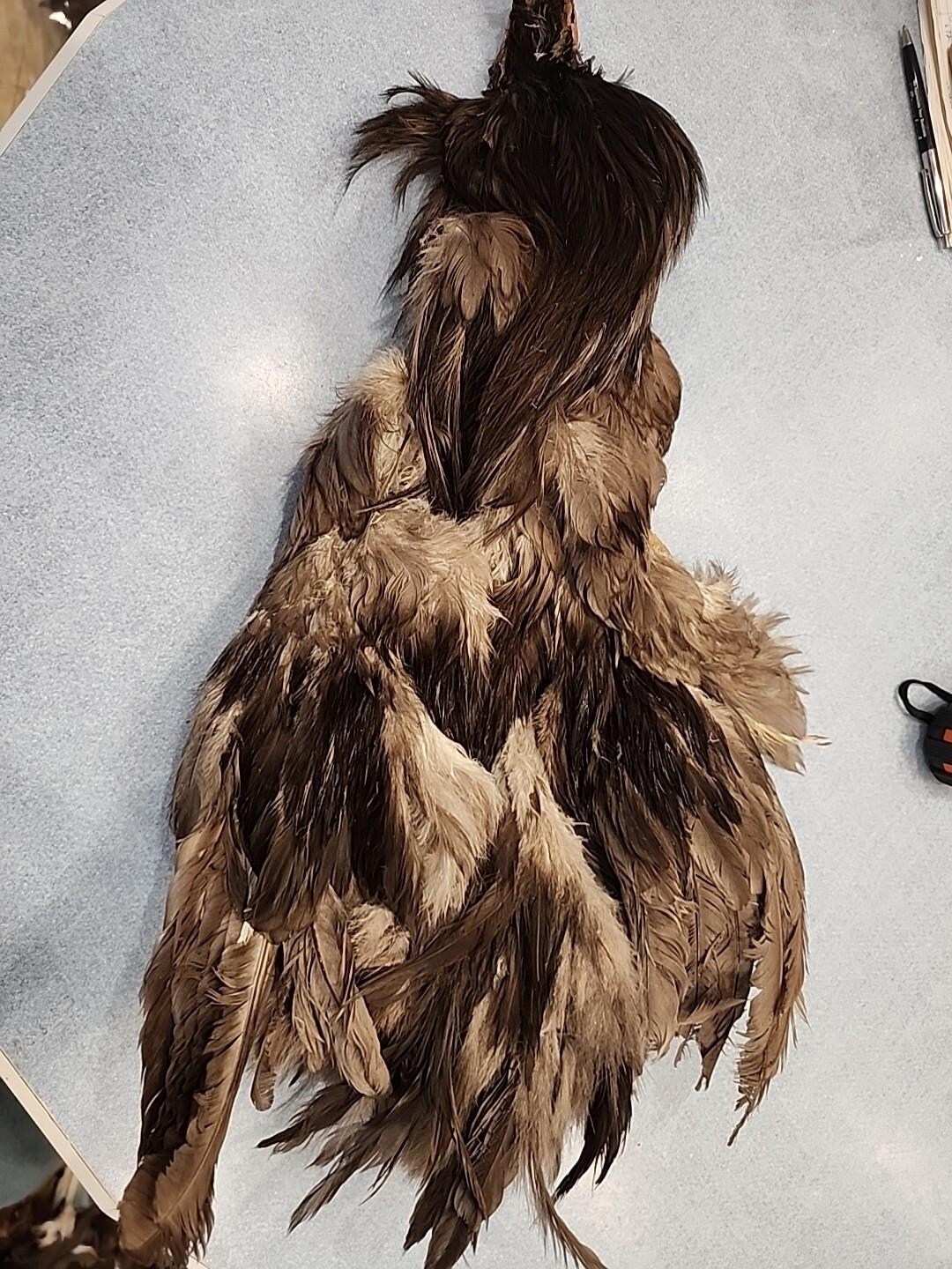 BX26 Blue Rooster Chicken Feathers Full Tail Skin - Etsy