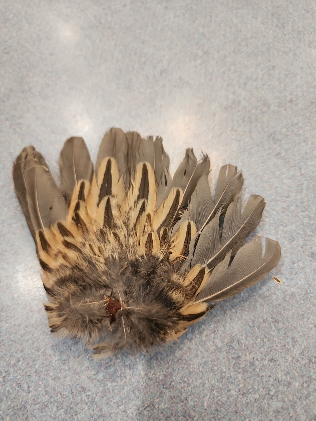 WA42 Full Tail Valley Quail Pelt Hide Skin Feathers - Etsy