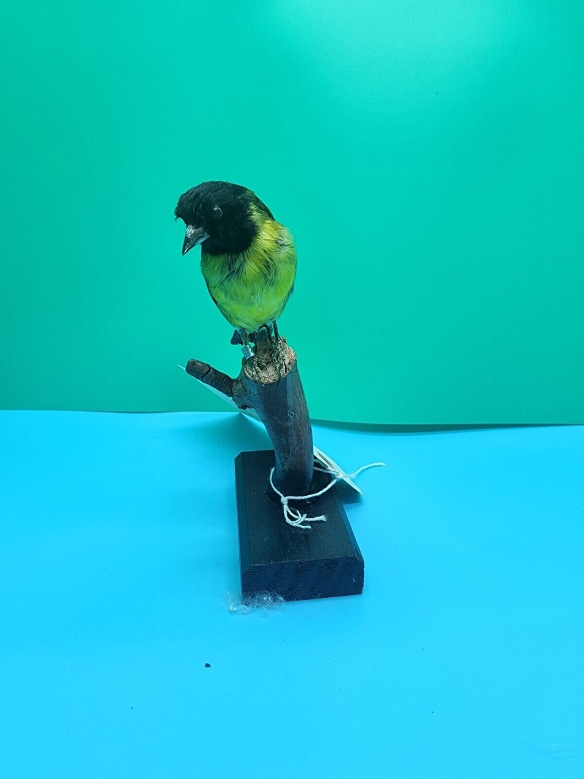 MA73 Yellow Rumped Siskin Finch spinus Uropygialis Bird - Etsy