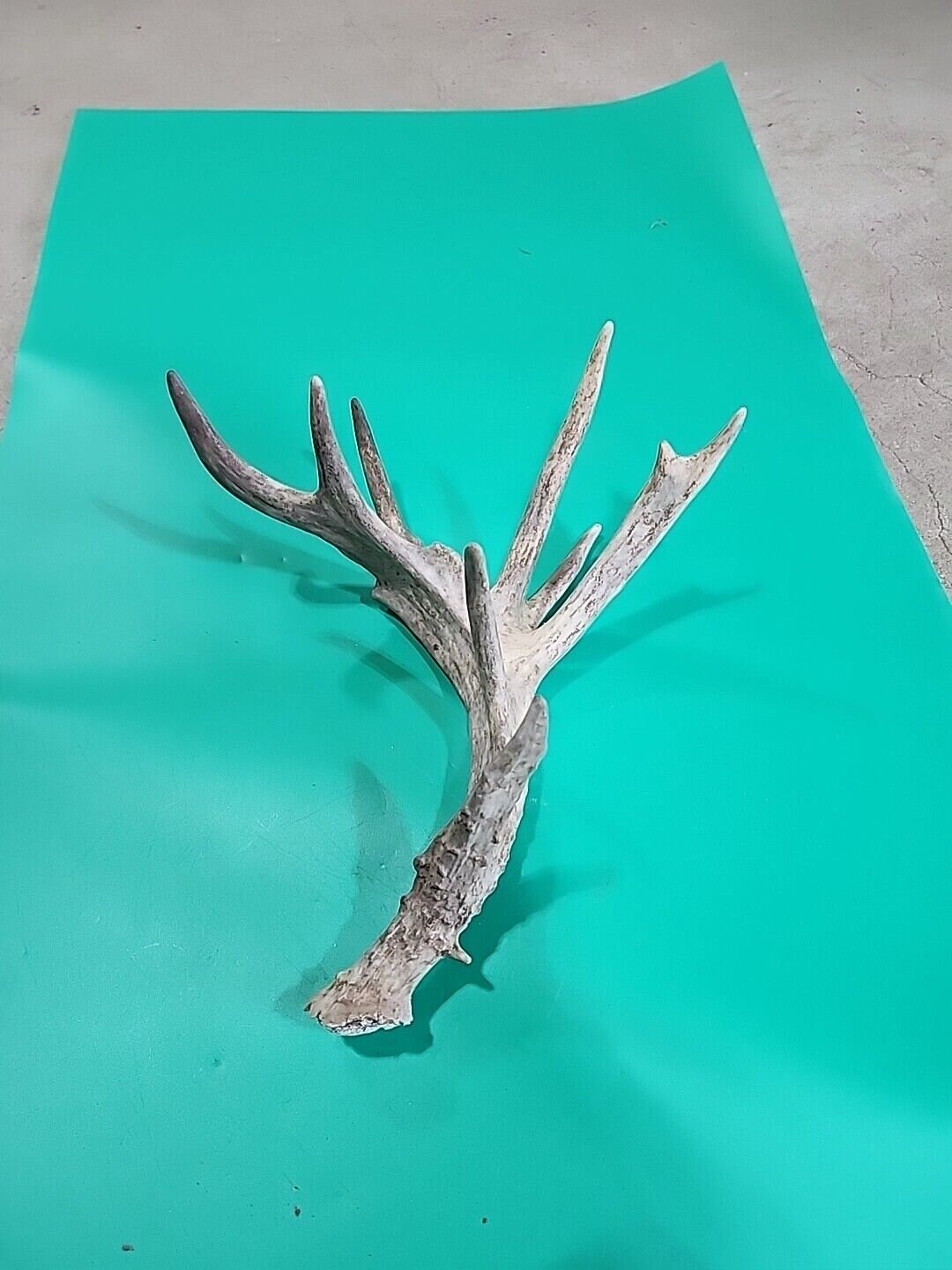 H19 Atypical Whitetail Deer Shed Antler - Etsy