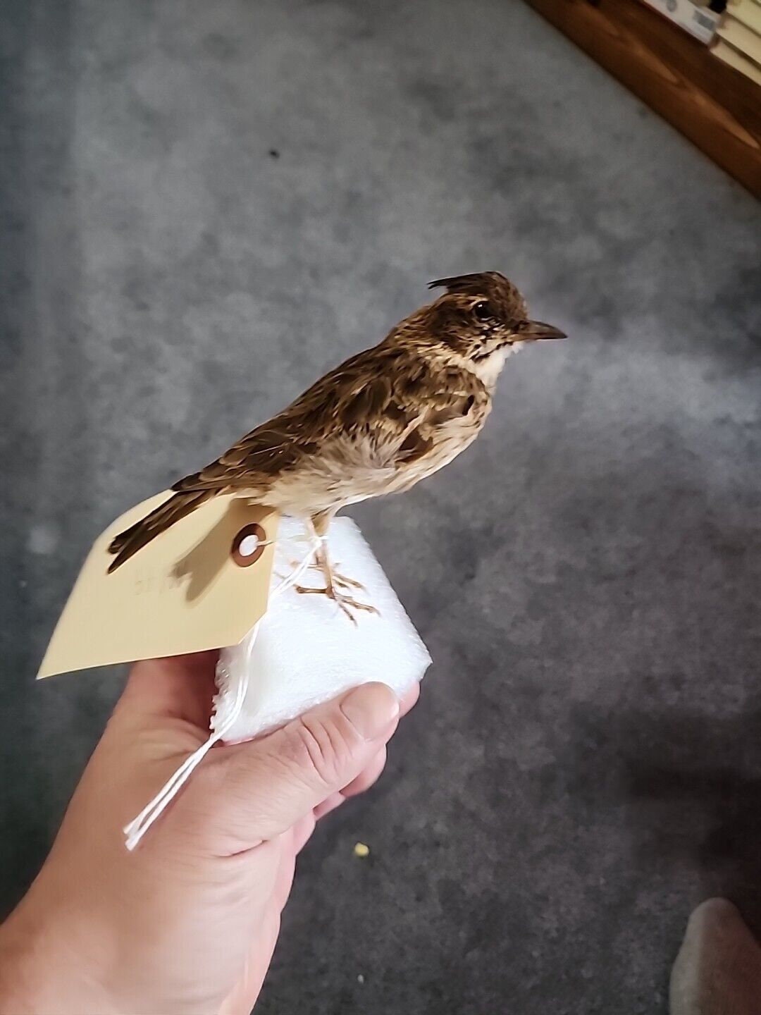 MA19 Crested Lark (galerida Cristata) Bird Mount Taxidermy - Etsy