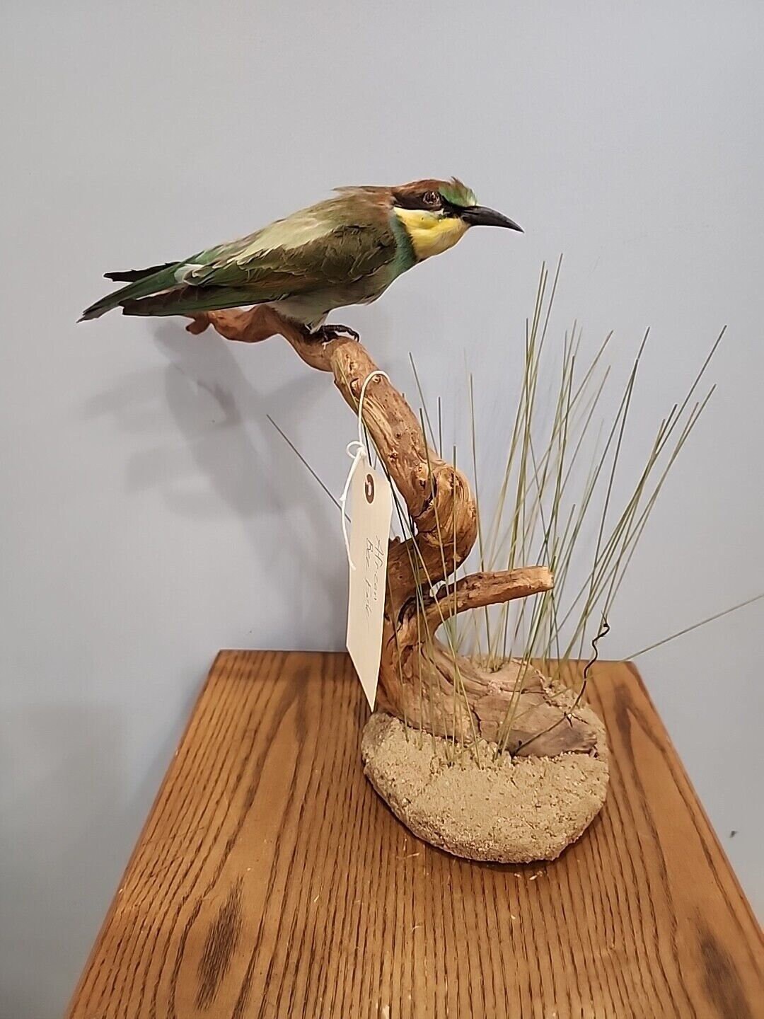 J156 African Bee Eater Bird Mount Taxidermy - Etsy
