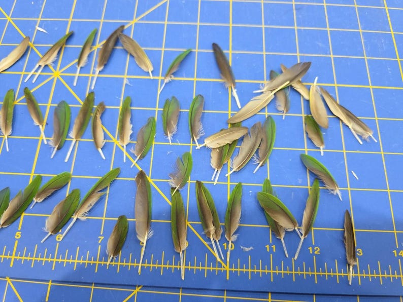 Y103 Lot of 50 Captive Raised Green Conure Parrot Wing Feather - Etsy
