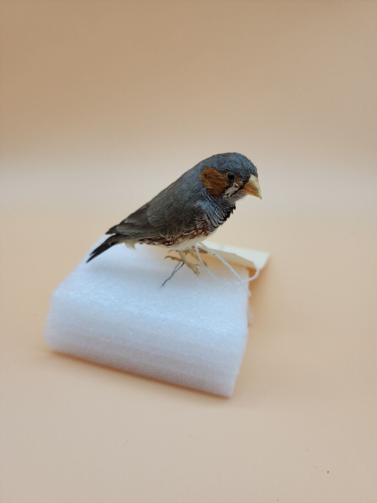 Baby Zebra Finch Development