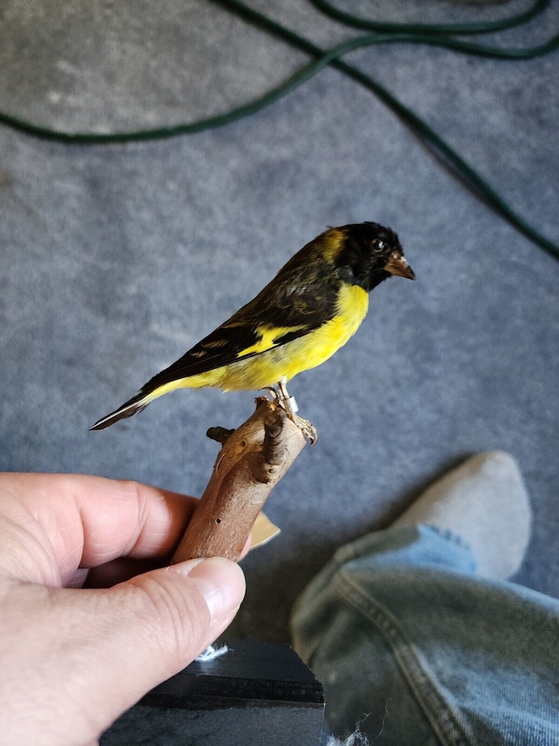MA73 Yellow Rumped Siskin Finch spinus Uropygialis Bird - Etsy