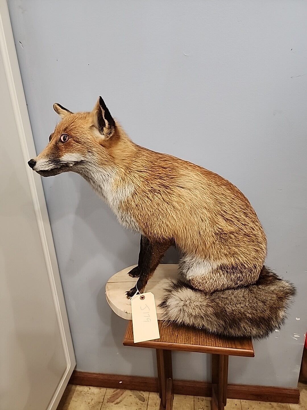 J179 Sitting Red Fox Mount Taxidermy - Etsy