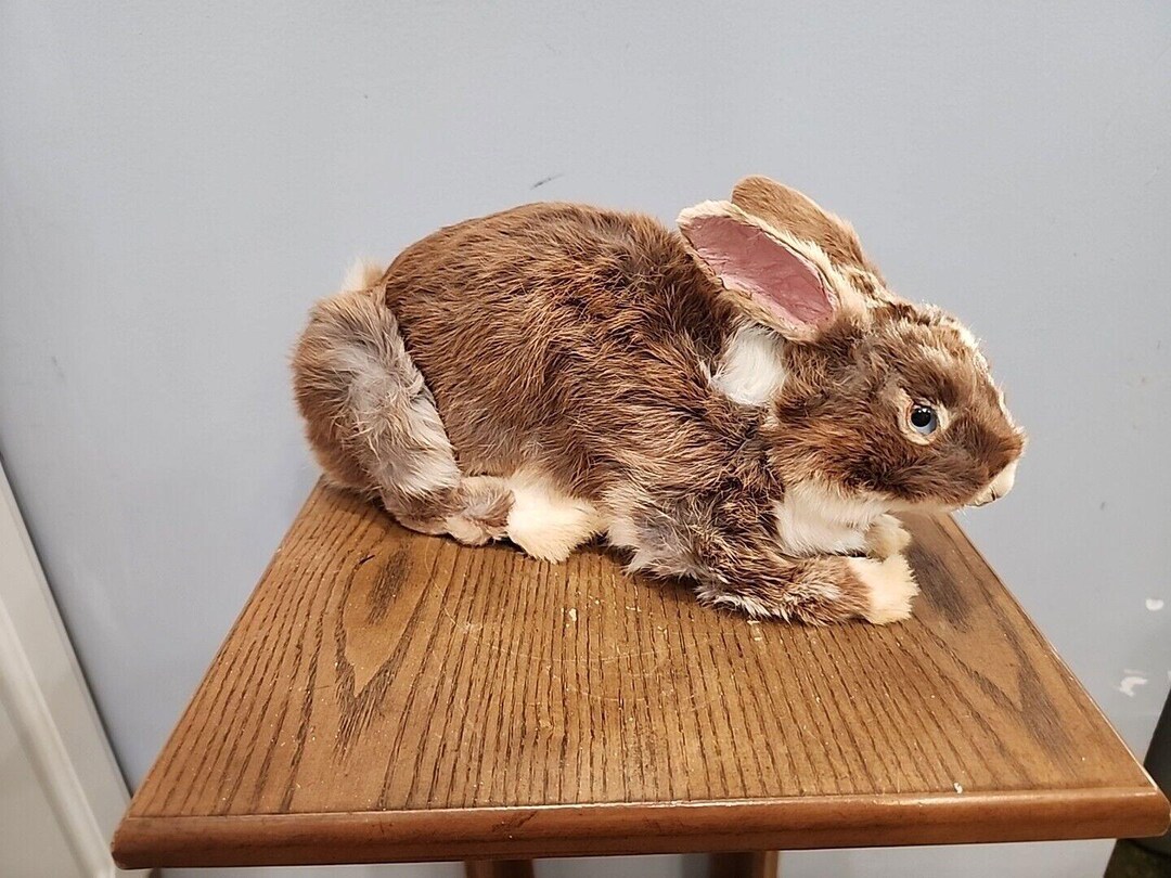 N42 Brown White Rabbit Mount Taxidermy - Etsy