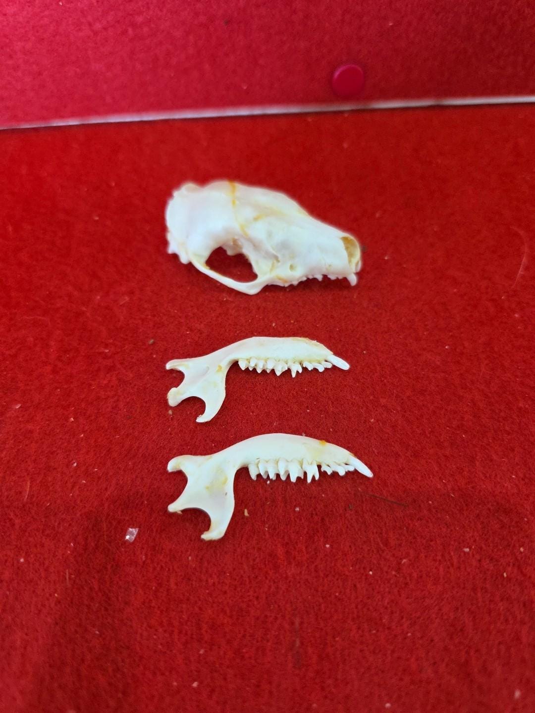 BSK13 Hedgehog Skull Taxidermy - Etsy