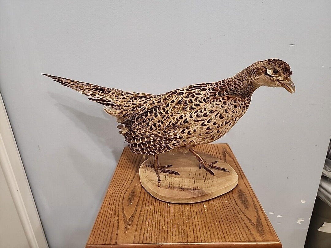 JV9 Ringneck Pheasant Hen Mount Taxidermy - Etsy
