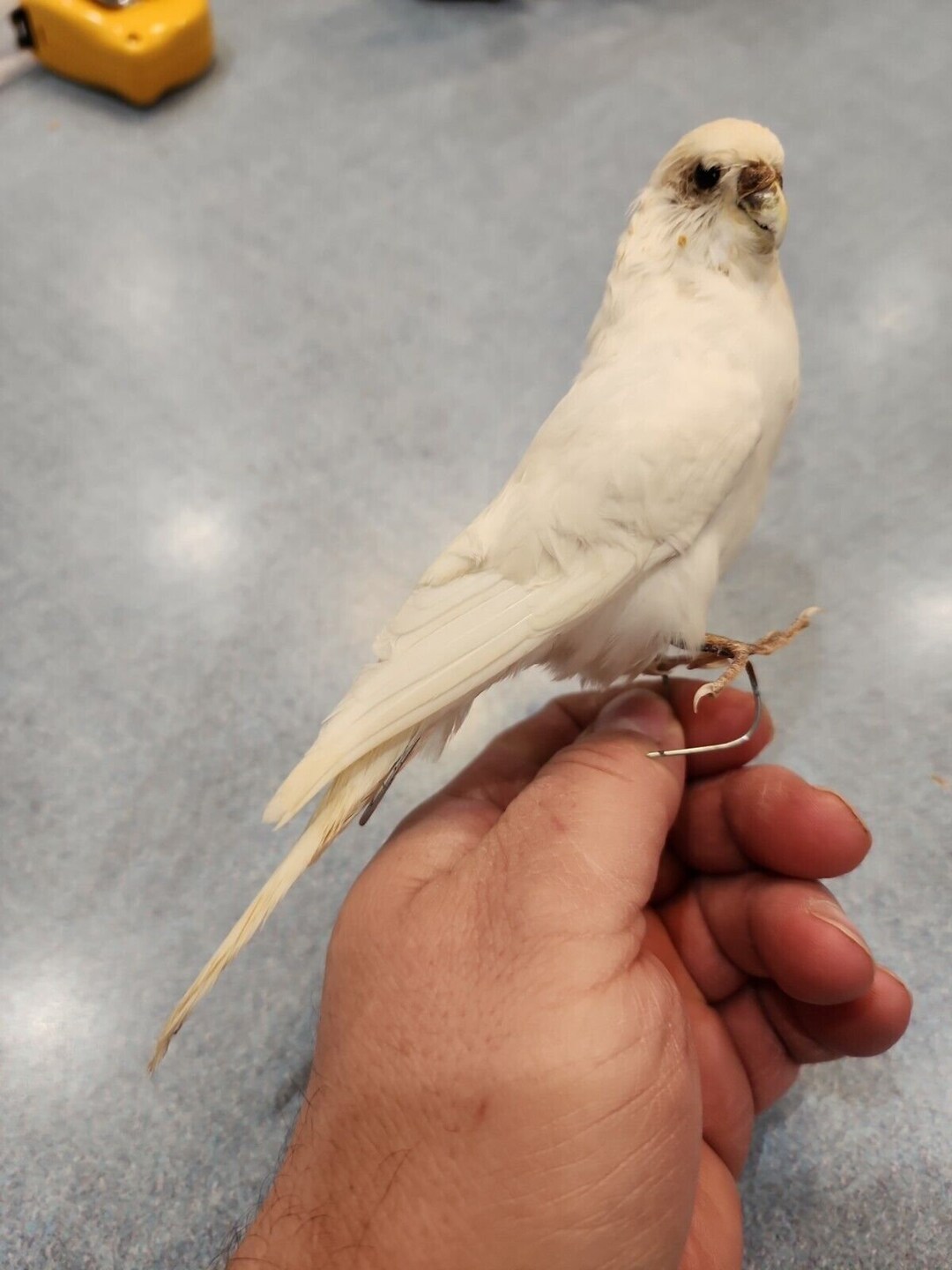 EB67 White Budgie Parakeet Bird Mount Taxidermy - Etsy