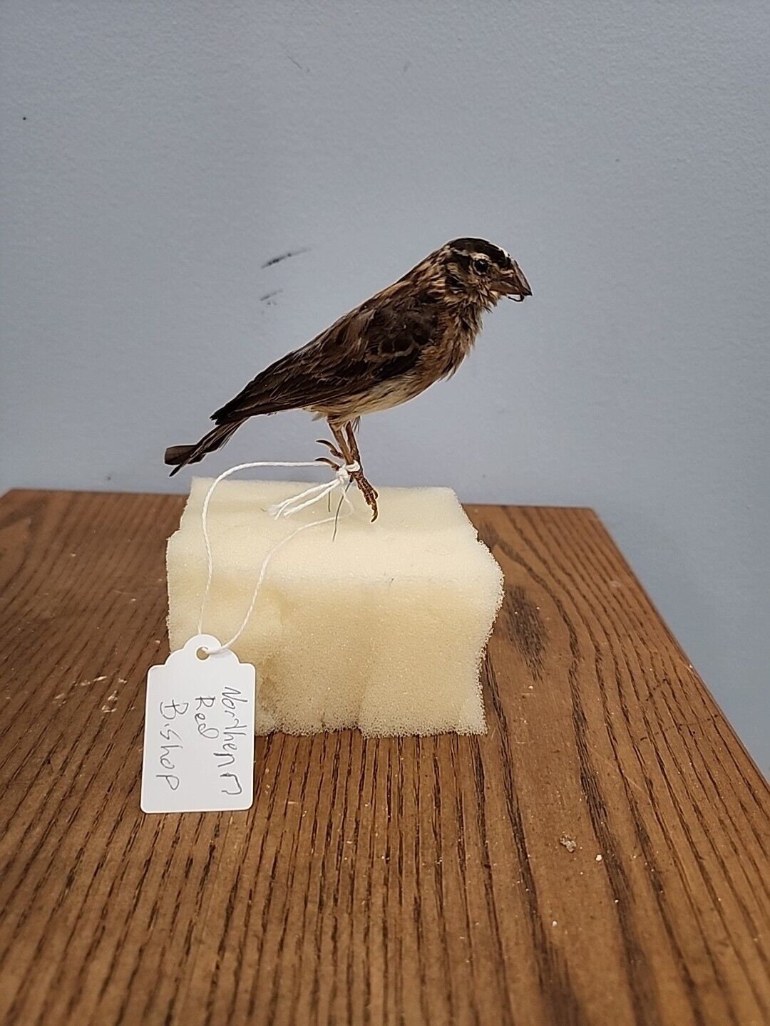 BJ77 Captive Raised Northern Red Bishop Finch Bird Mount Taxidermy - Etsy