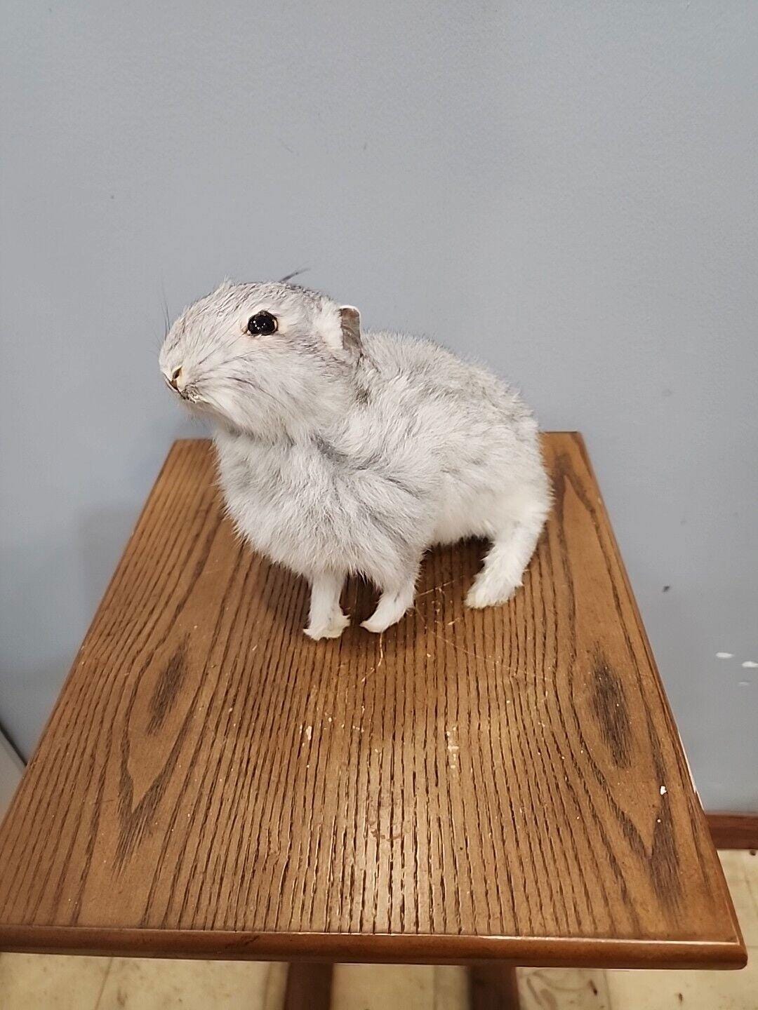 F63 Lt Grey Bunny Rabbit Mount Taxidermy - Etsy