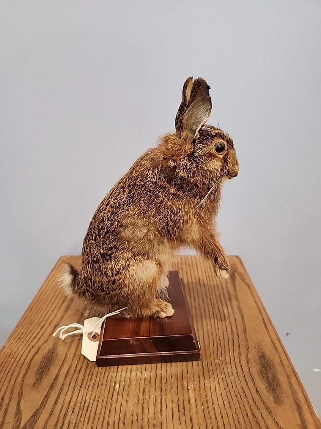 J160 Cottontail Rabbit Mount Taxidermy - Etsy