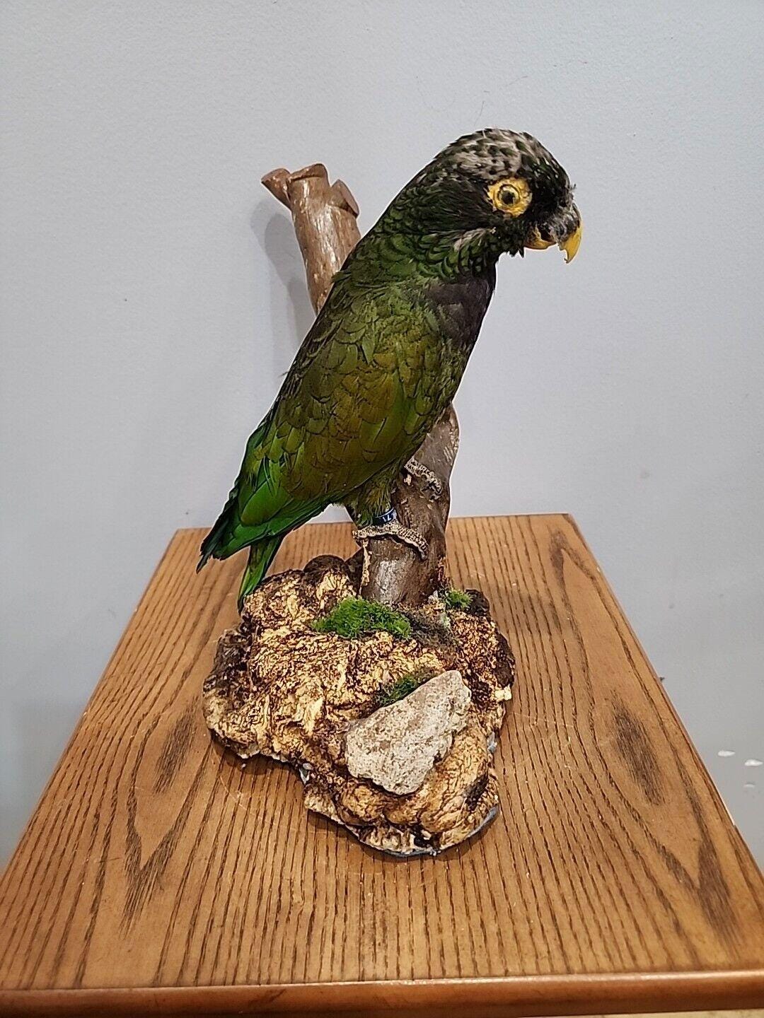 F20 Pen Raised Banded Scaly Headed Parrot pionus Maximiliani Mount ...