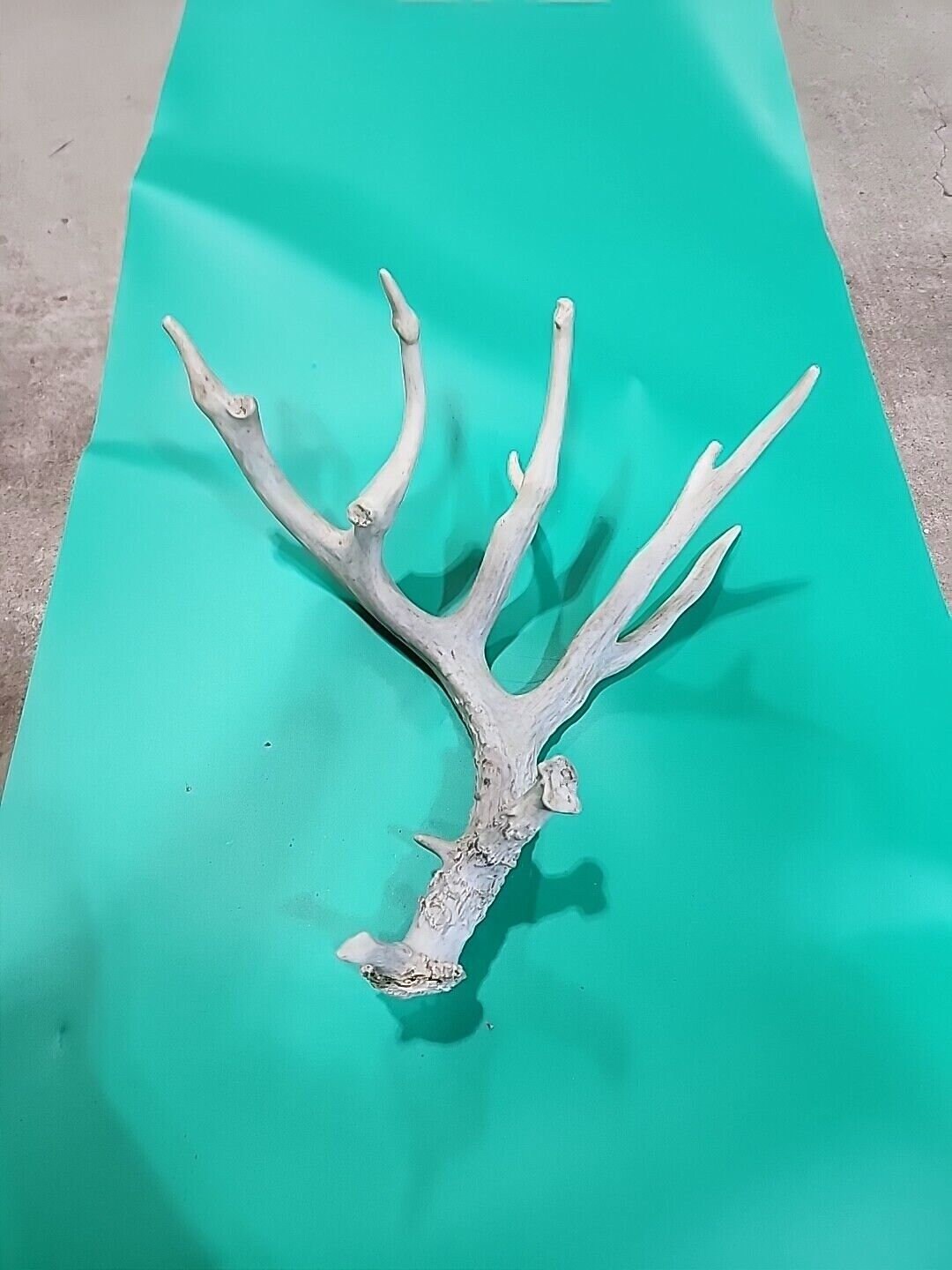 H5 Atypical Whitetail Deer Shed Antler - Etsy