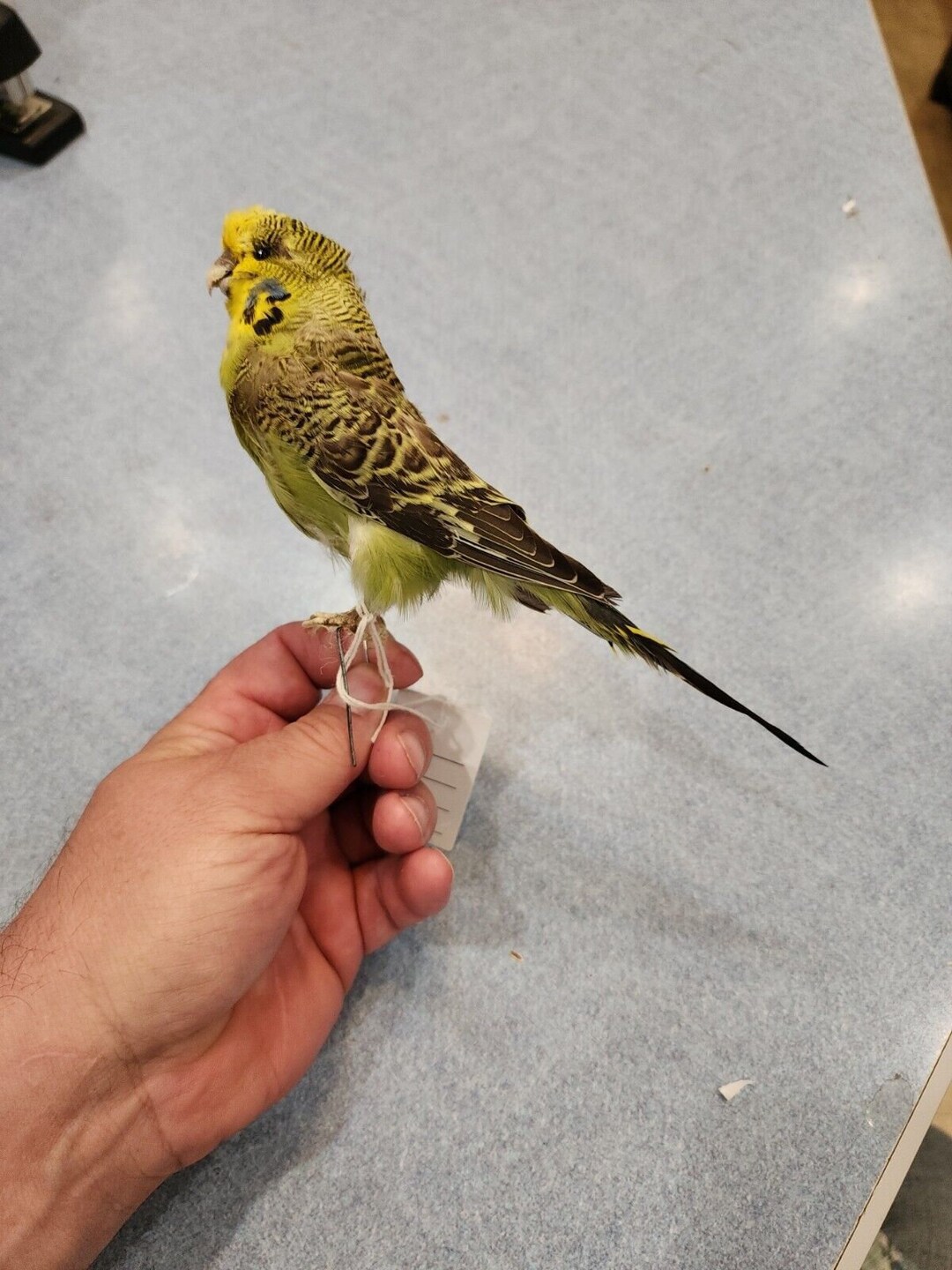 EB92 Budgie Parakeet Bird Mount Taxidermy - Etsy