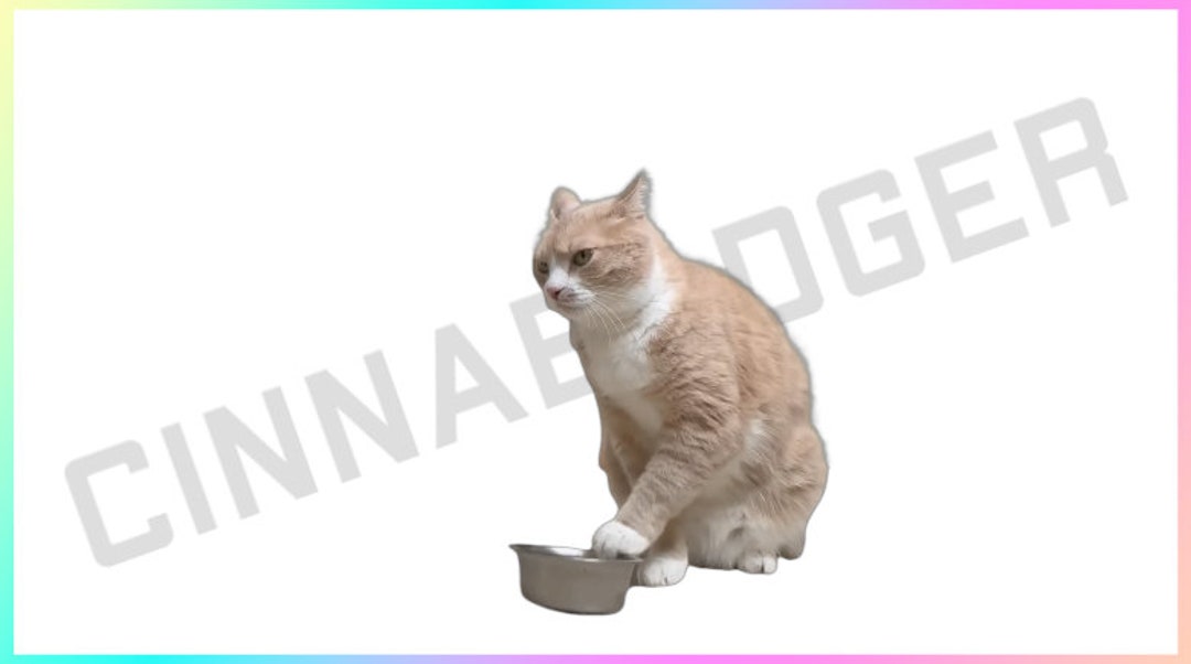 Transparent Background Hungry Cat With Bowl With Audio Stream ...