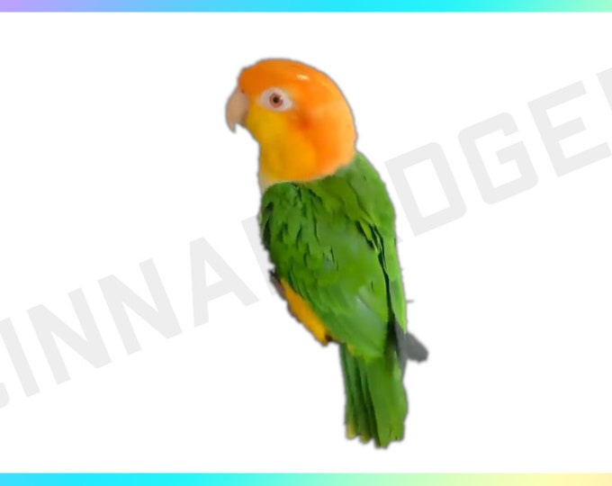 Transparent Background Excited Bird Hopping Stream Decoration for Use ...